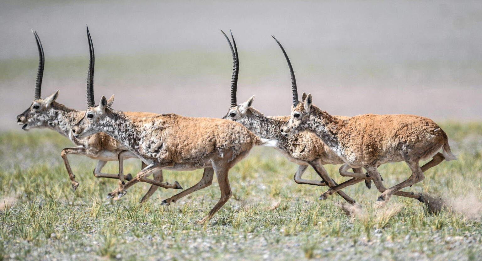 China’s List of Protected Animals to Be Updated After 32 Years - The ...